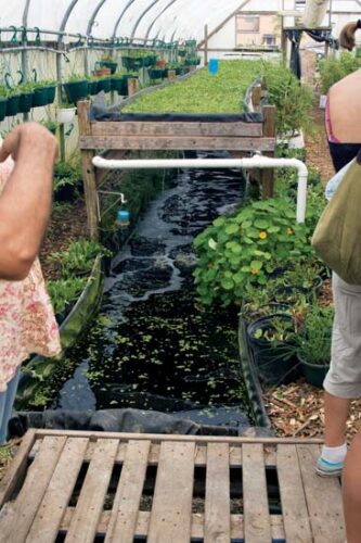 Natural Pond Aquaponics – Mother Earth News